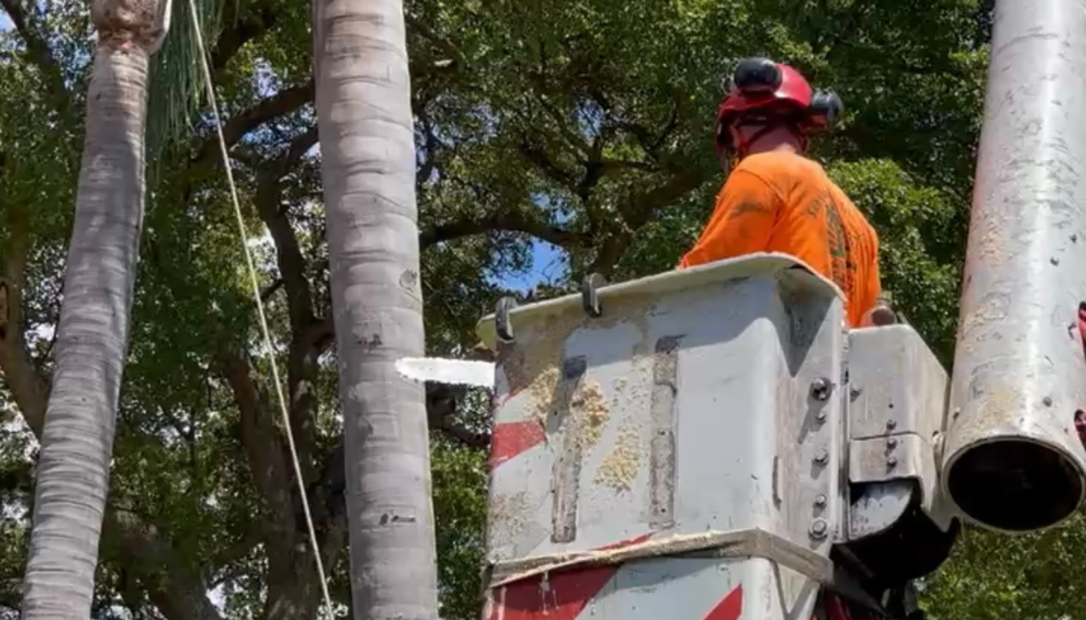 Tree Trimming Service Miami - Sunshine Tree Trimming Miami