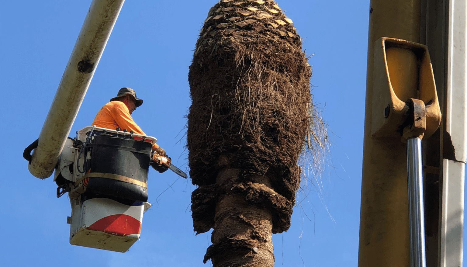 Tree Trimming Service Miami - Sunshine Tree Trimming Miami