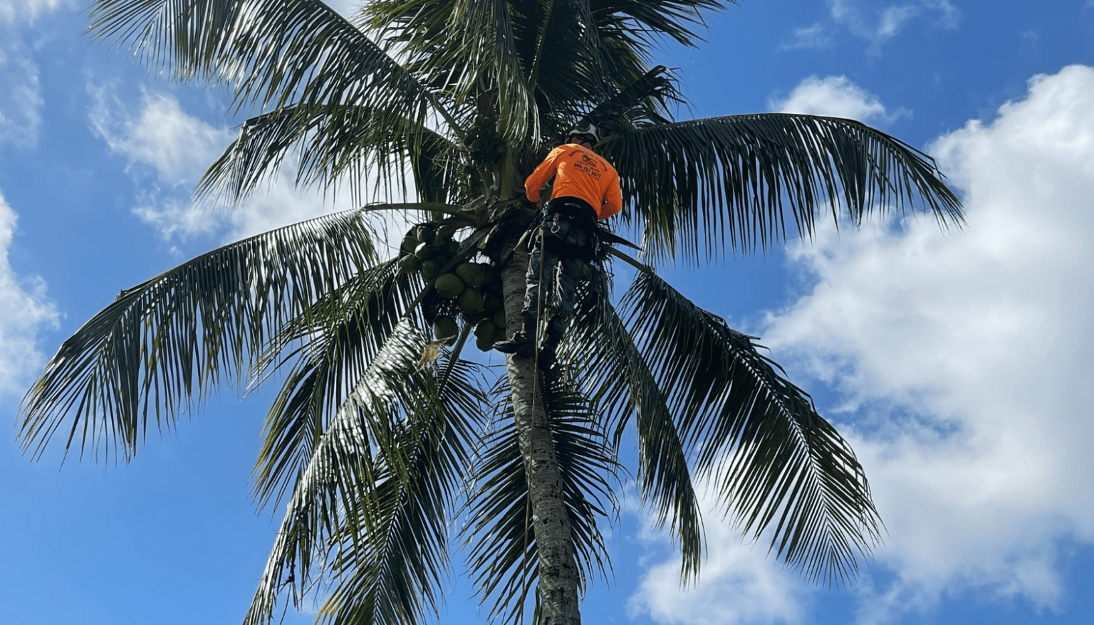 Tree Trimming Service Miami - Sunshine Tree Trimming Miami